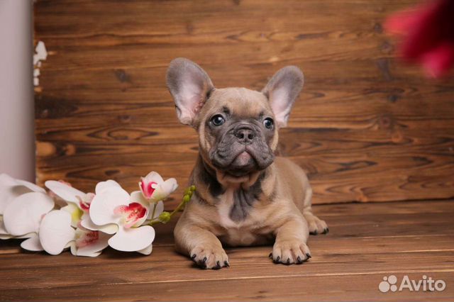 Французский бульдог тюльпан