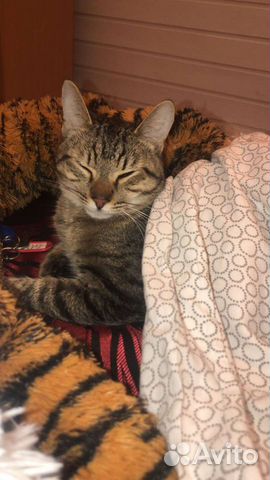 Кот Матроскин