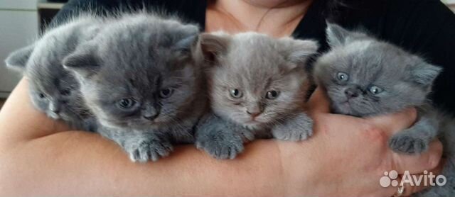 Британские котята