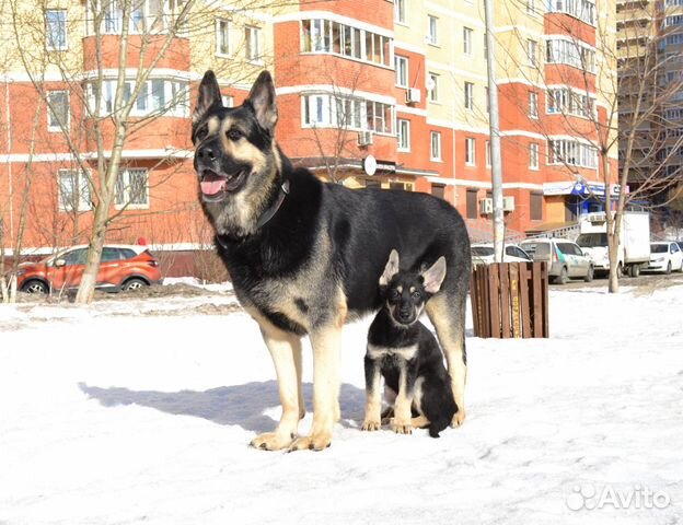 Щенок вео девочка