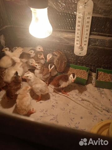 Суточные цесарки и индо-утки