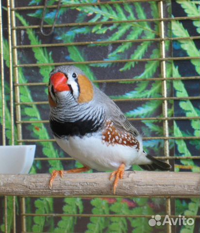 Зебровый амадинчик