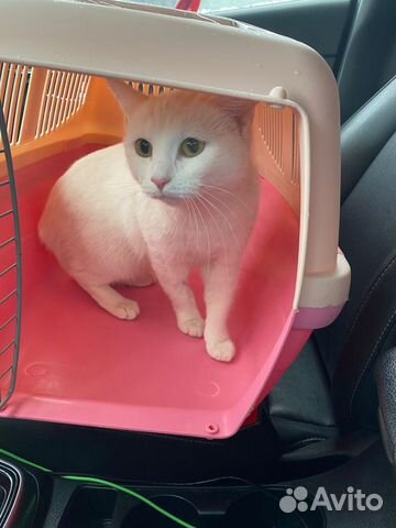 Белая Кошка бездомыш в приюте