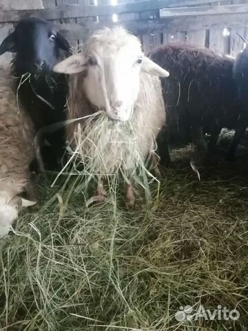 Овца с ягненком