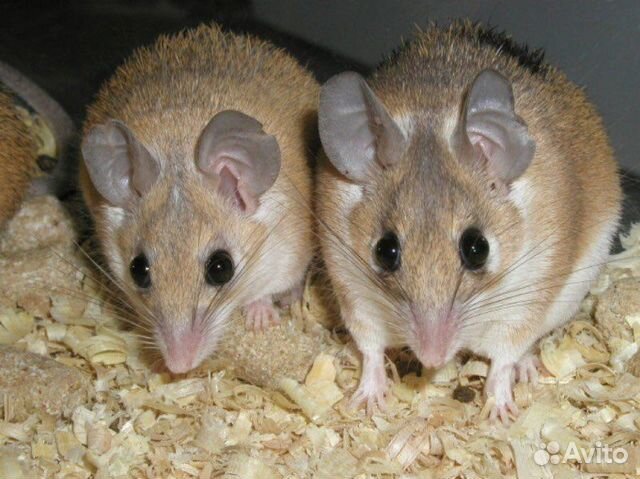 Иглистые мыши