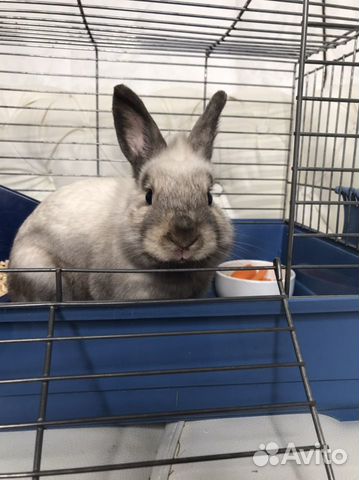Кролик с клеткой