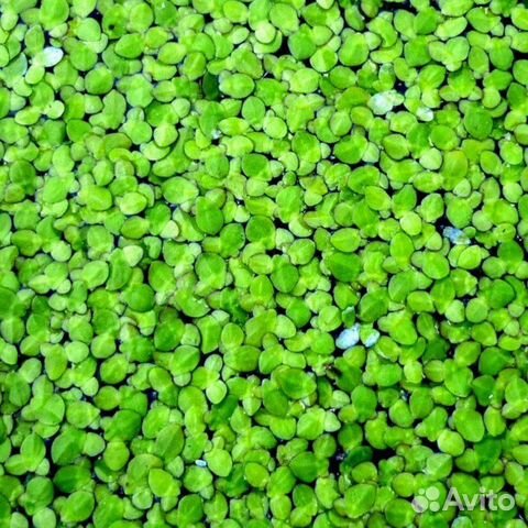 Ряска. Отдам бесплатно