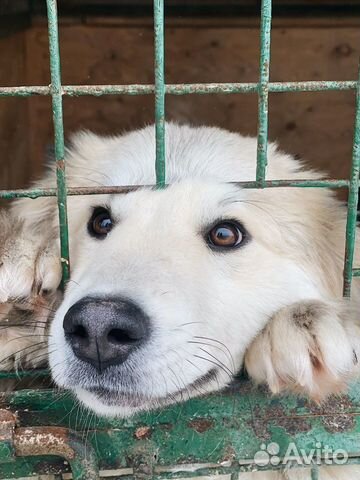 Плюшевый Мишка ищет дом