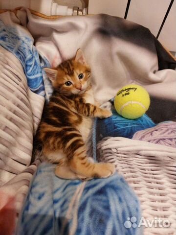Кошки курильский бобтейл