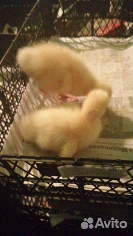 Бролер, Утка, Гусята, брама