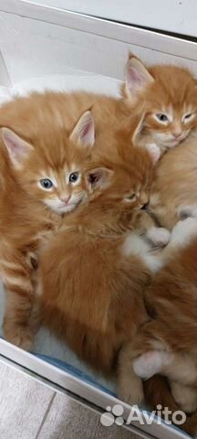 Котята мэйн кун