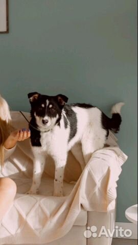 Щенок в добрые руки бесплатно