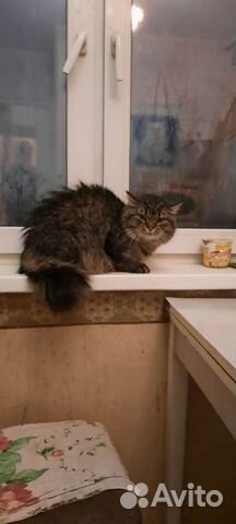 Сибирская кошка бесплатно