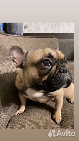 Французский бульдог, РКФ, подрощенная девочка