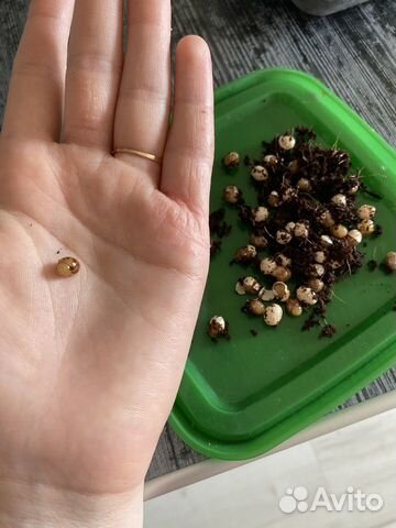 Улитята ахатины