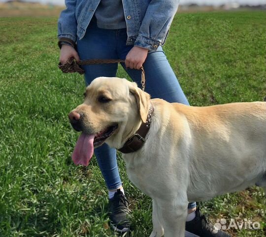 Кобель лабрадора вязка
