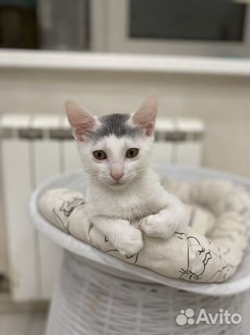 Котёнок