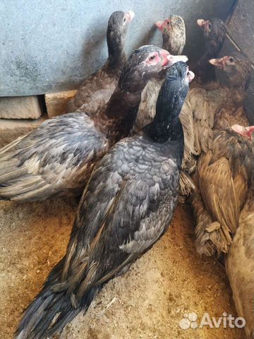 Индоутка мускусная утка