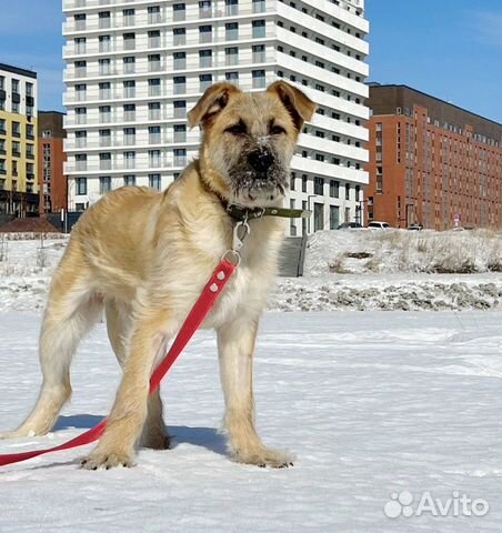 Щенок- подросток (мальчик Ганс)