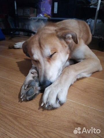 Эклерчик-сладкий пёс, ждёт тебя