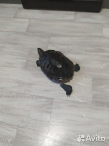 Черепаха красноухая