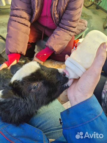 Ручной ягненок, будущий баран