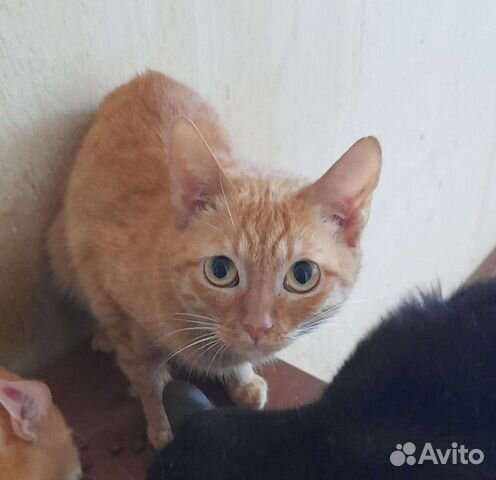 Кошка в дар