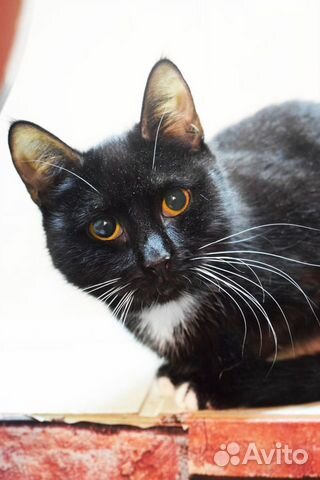Котенок девочка Ночка 6 мес