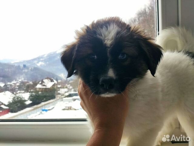 Щенок в добрые руки (донейшен)