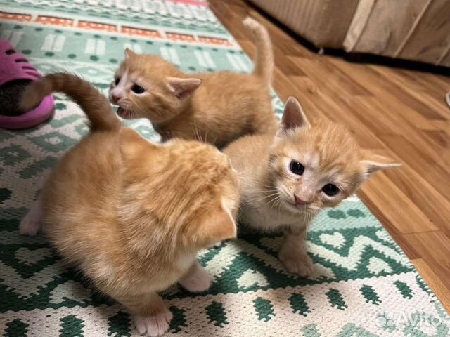 Котята в добрые руки бесплатно