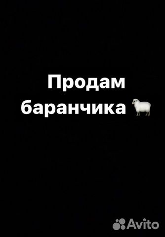Баран / ягненок