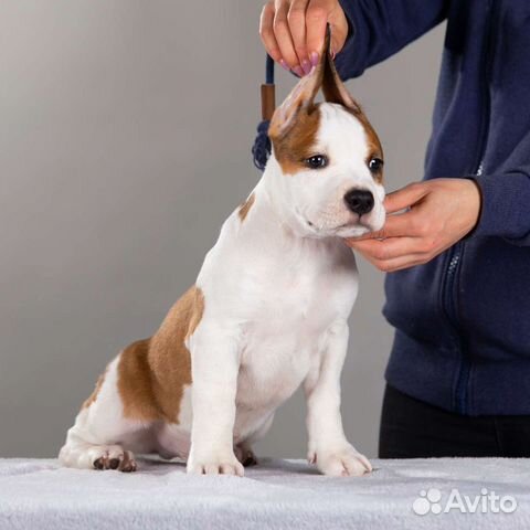 Стаффордширский Терьер Мальчик