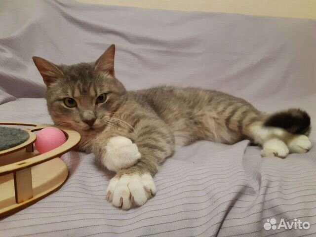 Котенок кот