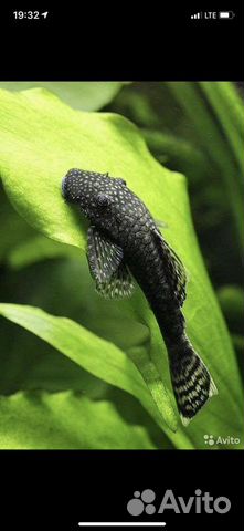 Анциструс звездчатый