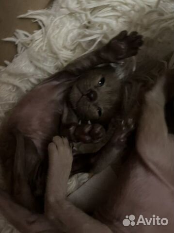 Бурманские котята