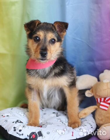 Малышка Фортуна ищет дом и хозяина