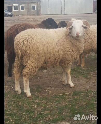 Овцы бараны продам