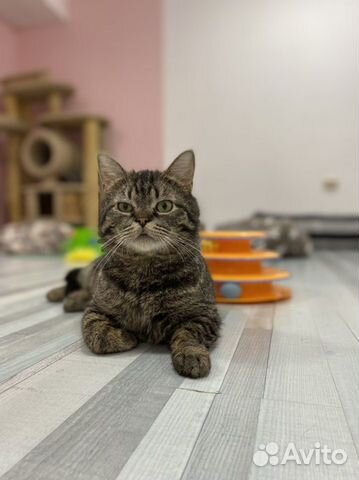 Кот в добрые руки