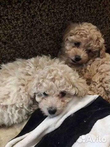 Той-пудель щенки