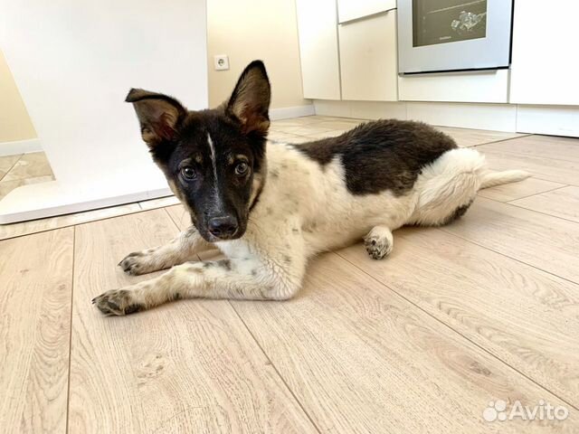 В свой дом, деревню. Риччи - щенок. Кастрирован