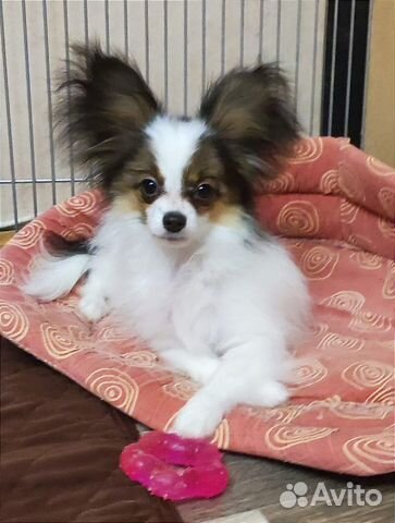 Папийон мальчик 4 мес