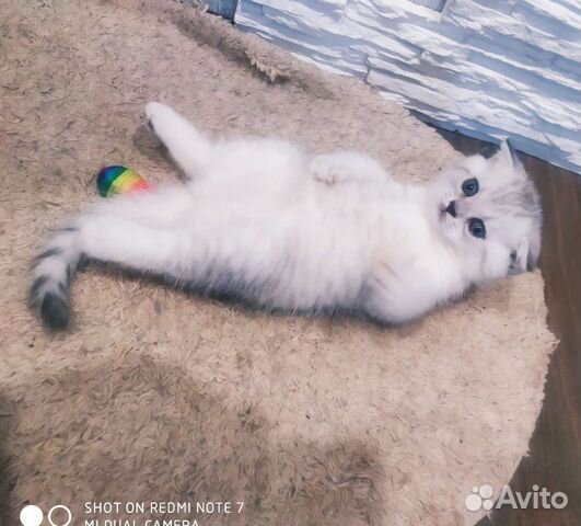 Шотландский котик скотиш страйт