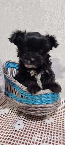 Йоркширский терьер щенки бивер