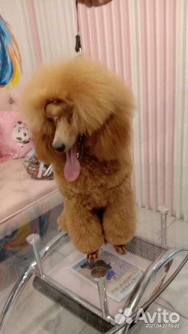 Ищем кавалера для дамы