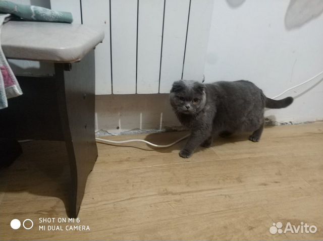 Бриташка