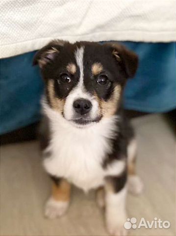 Маленький щенок коротколапик