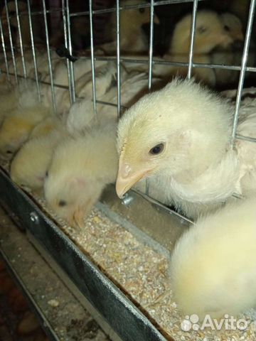 Курочки несушки месячные