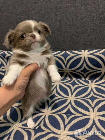 Щенки чихуахуа девочки