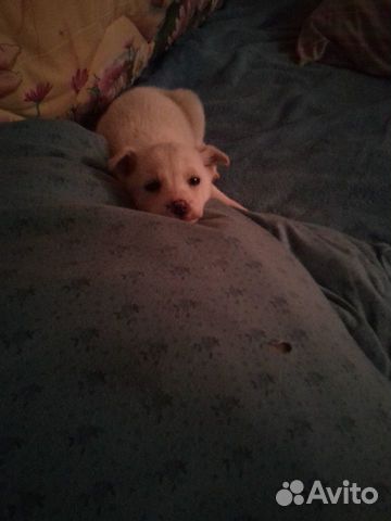 Одам в добрые ручки