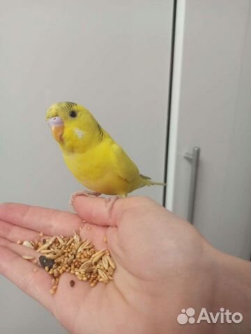 Волнистый попугай ручной птенец
